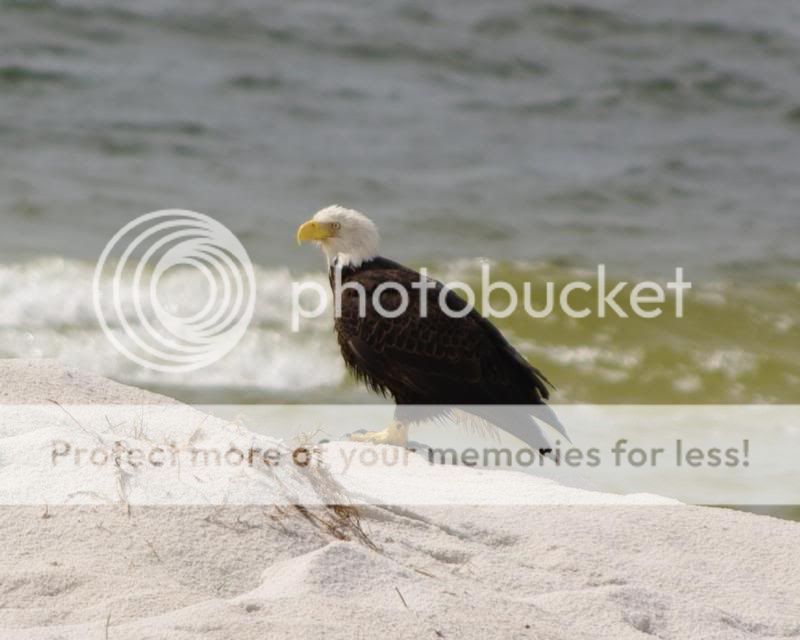 Bald Eagle - PentaxForums.com